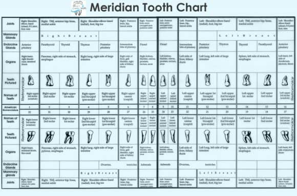 tooth-chart_-1024×678 | Partners in Dental Health